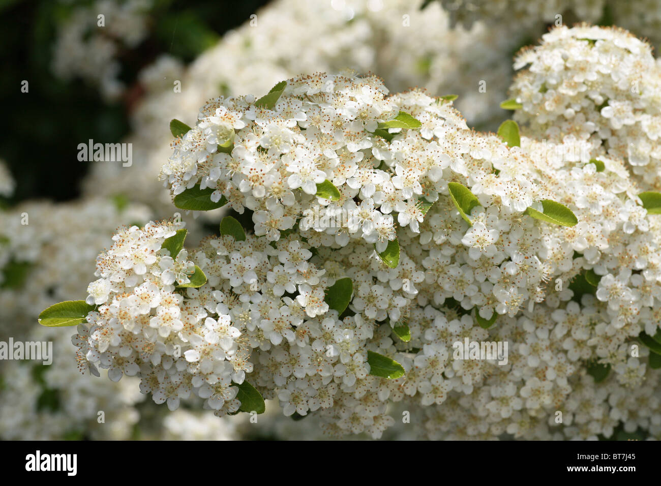 Close up of the white flowers of a Firethorn (Pyracantha coccinea Stock ...