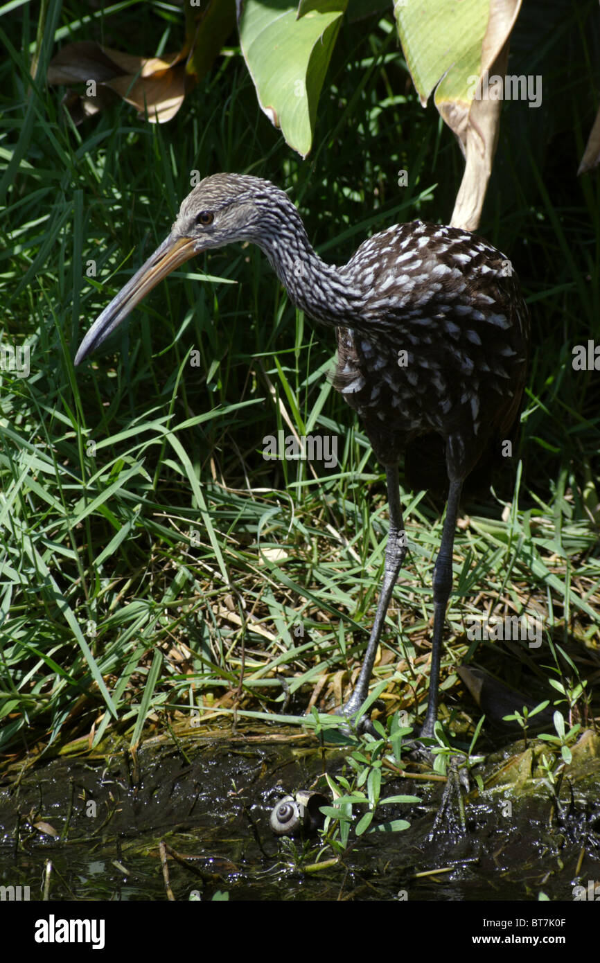 North american limpkin hi-res stock photography and images - Alamy