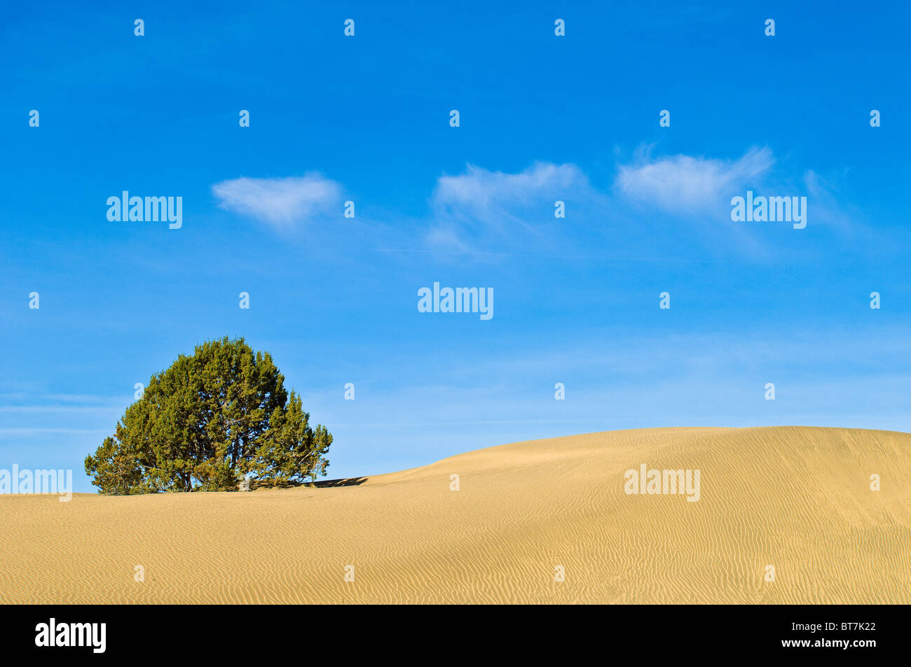 Western juniper hi-res stock photography and images - Alamy