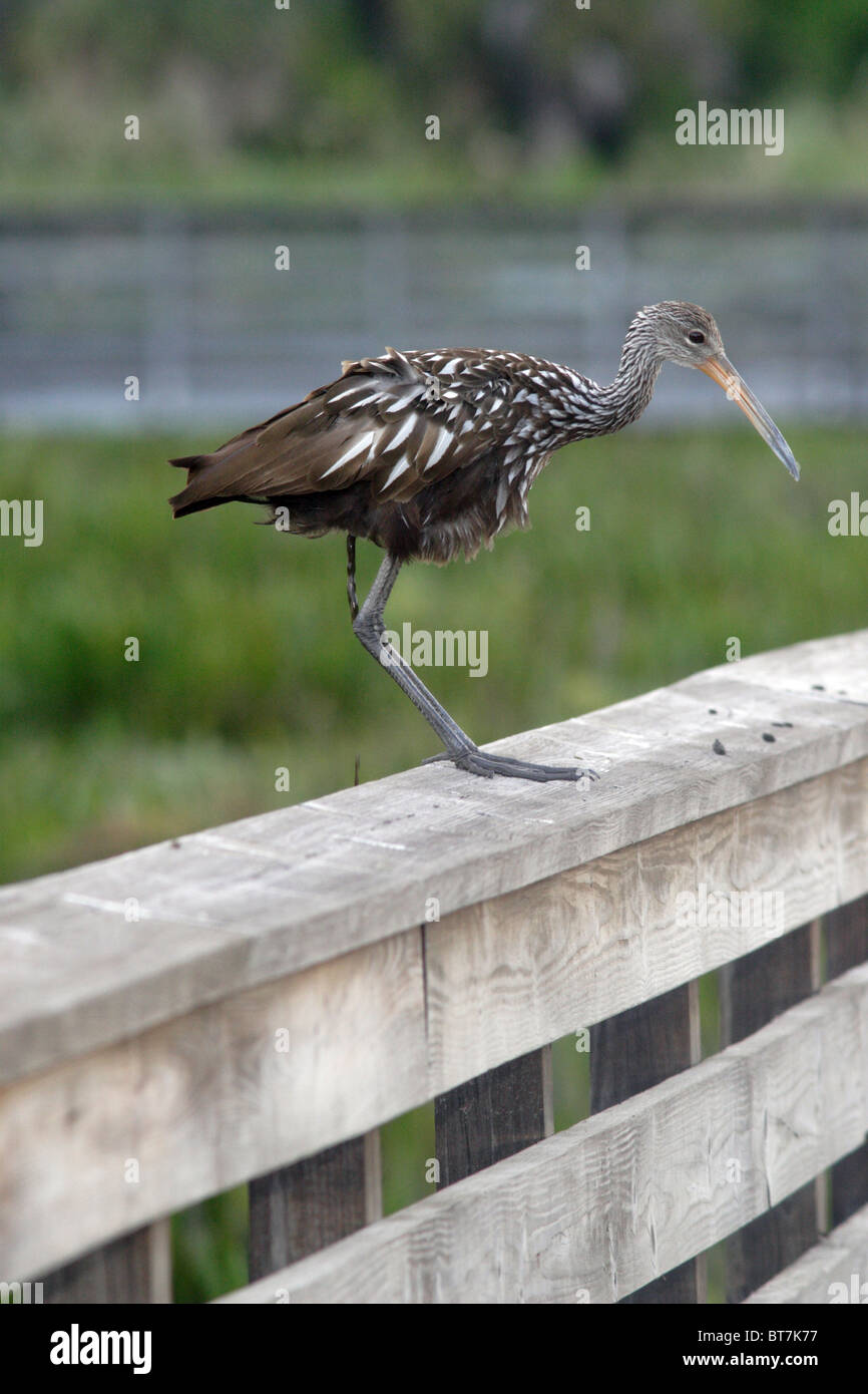 North american limpkin hi-res stock photography and images - Alamy