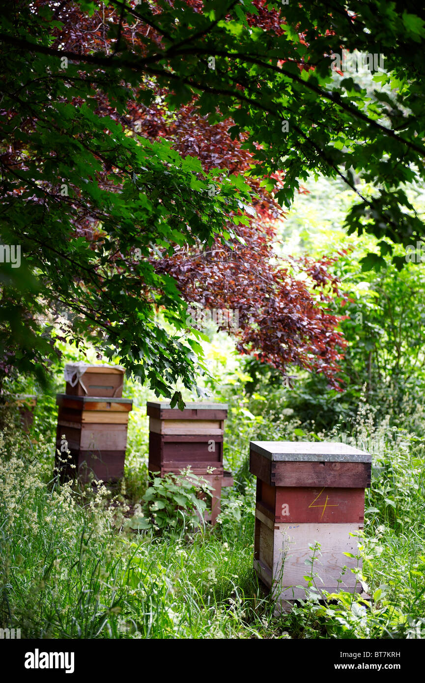 Bee hives, apiary, set in natural landscape under trees Stock Photo - Alamy