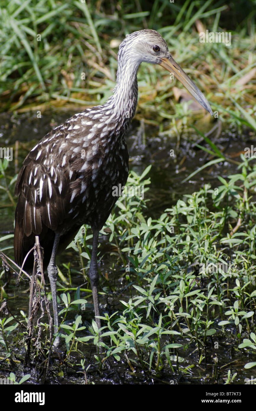 North american limpkin hi-res stock photography and images - Alamy
