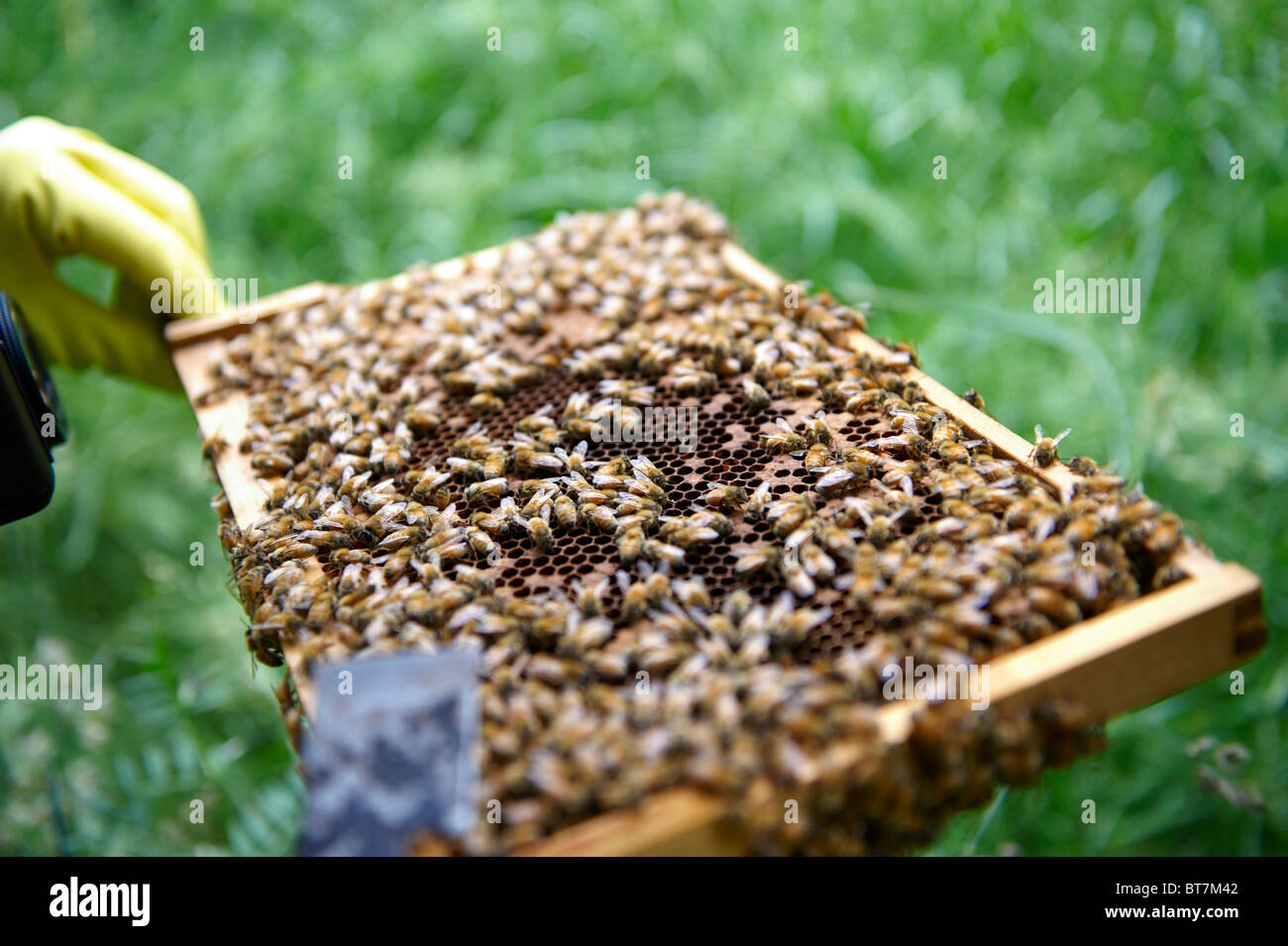 Opening a beehive hi-res stock photography and images - Alamy