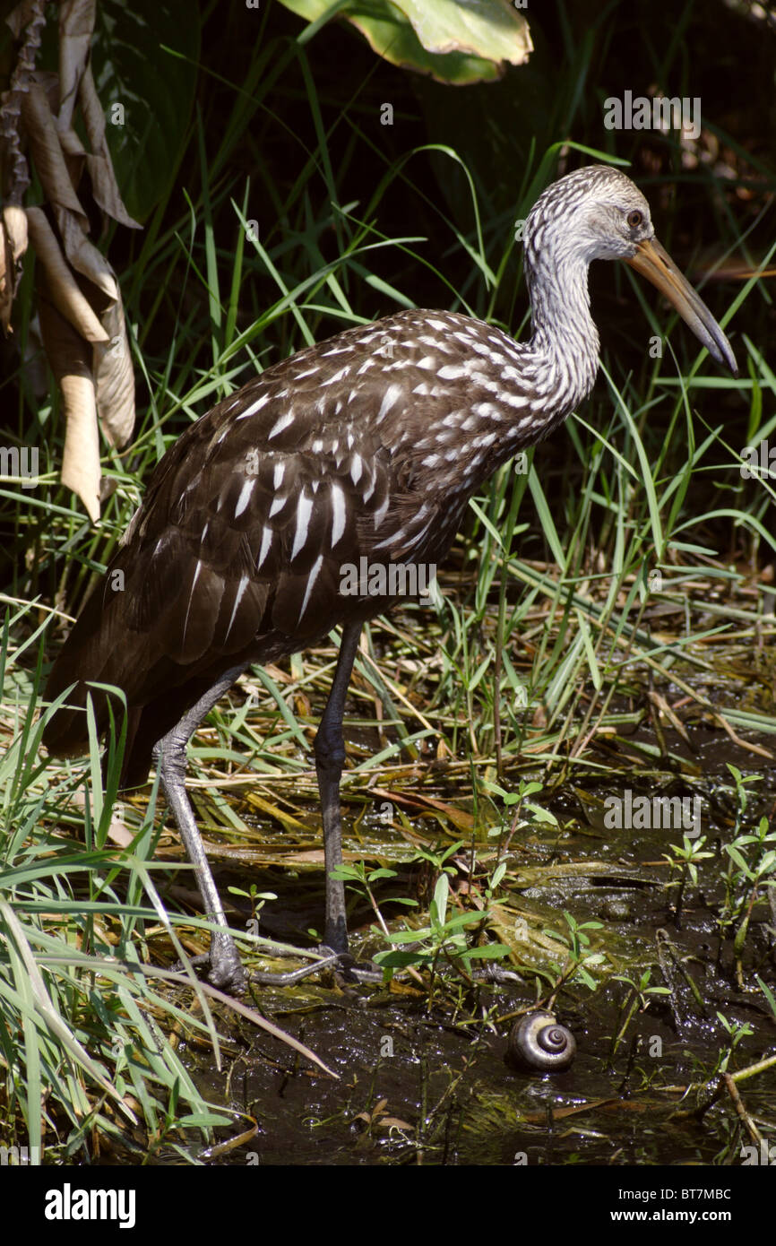North american limpkin hi-res stock photography and images - Alamy