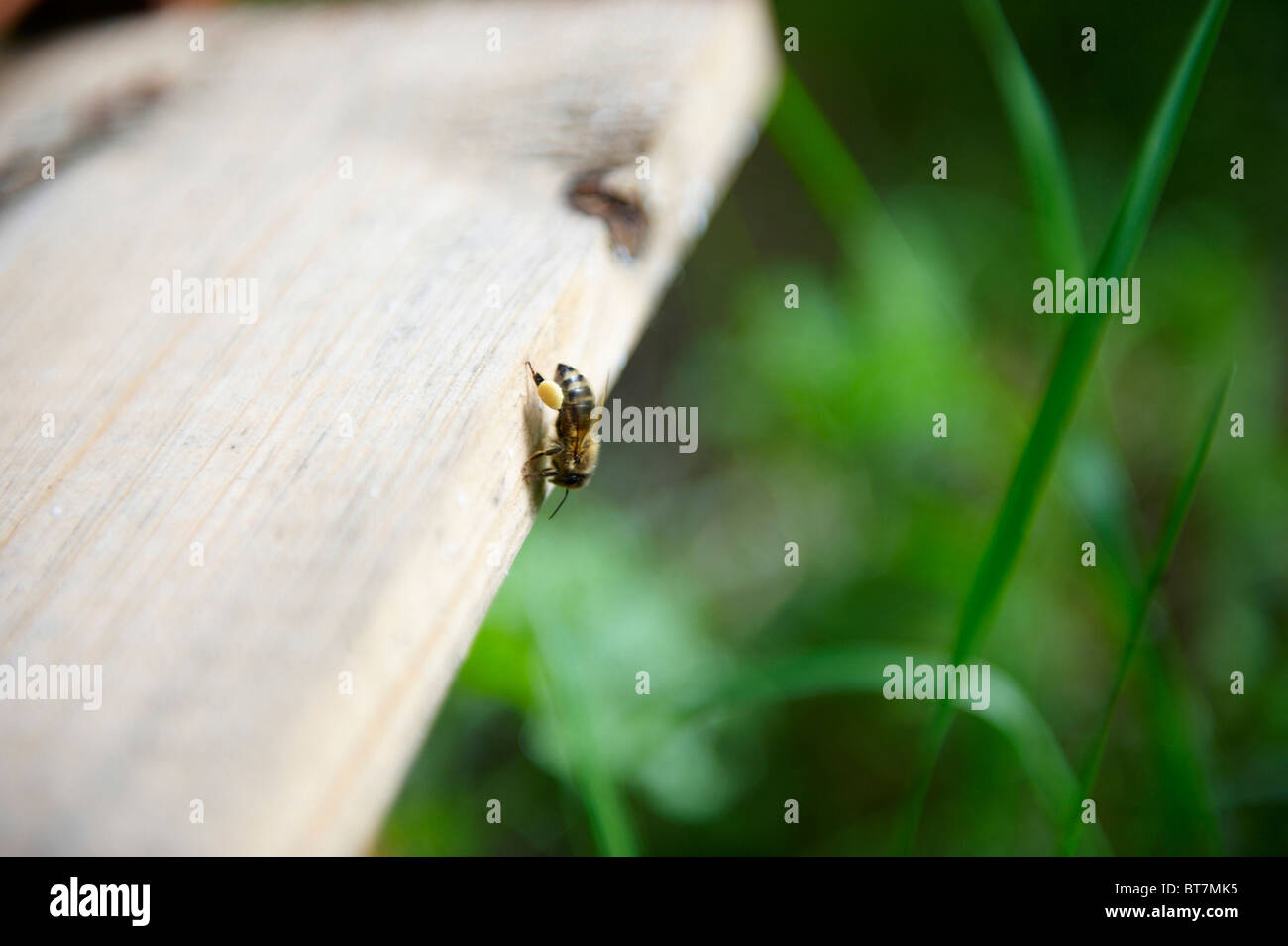 a single honey bee on the edge of a bee hive with pollen on her back ...