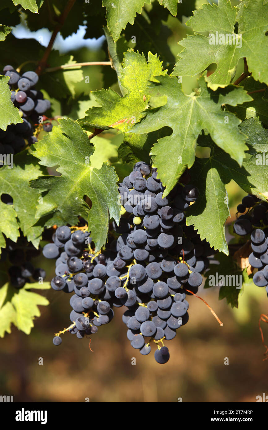 Red grapes on the vine in Abruzzo, Italy Stock Photo - Alamy