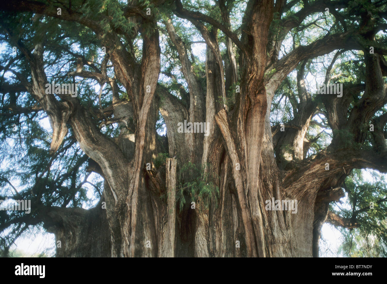 Tule Tree, Montezuma Cypress (Taxodium mucronatum) Tule, Oaxaca, Mexico ...