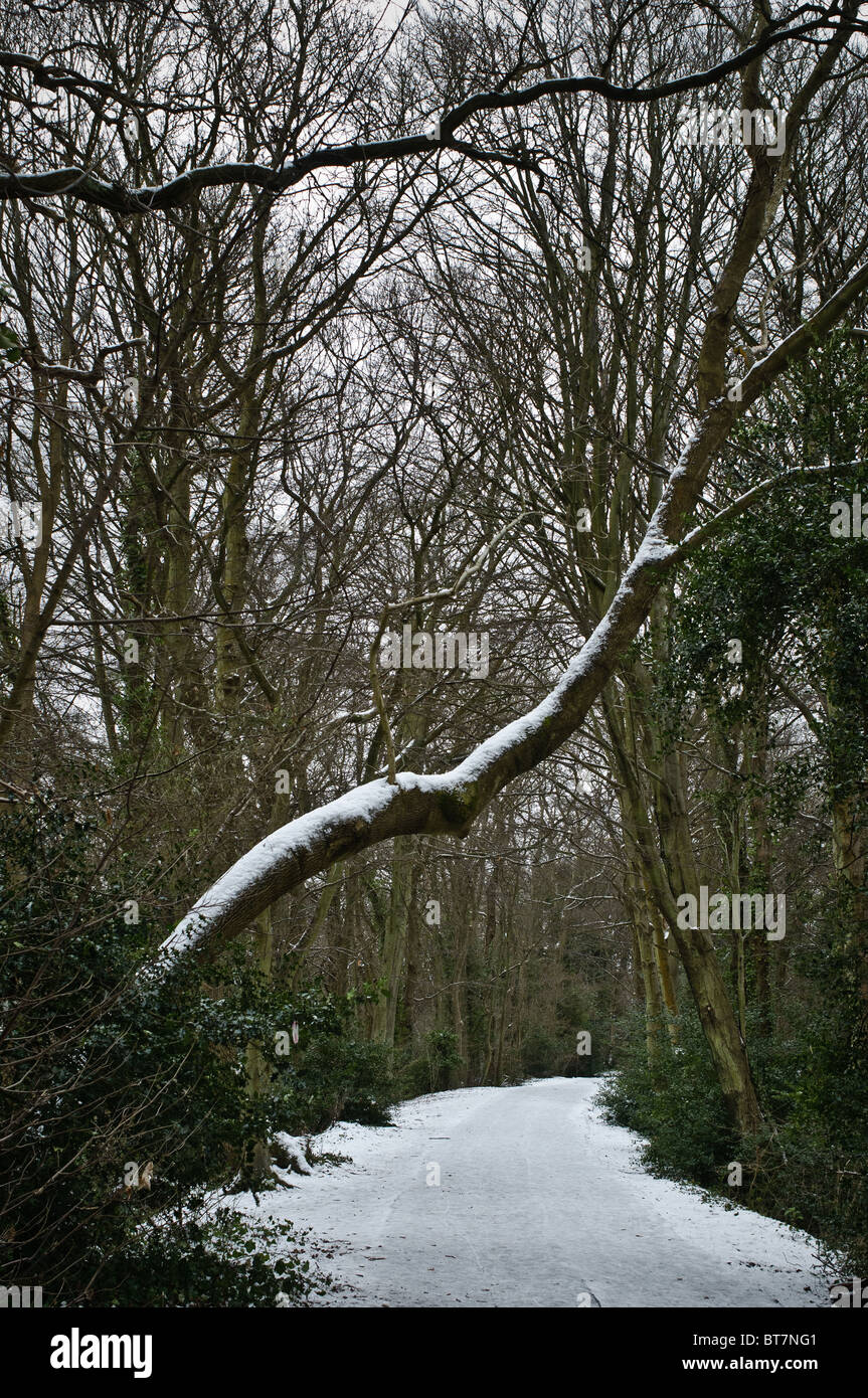 Snow covered tree trunk. Snow scenes in the park and woods. Queen ...