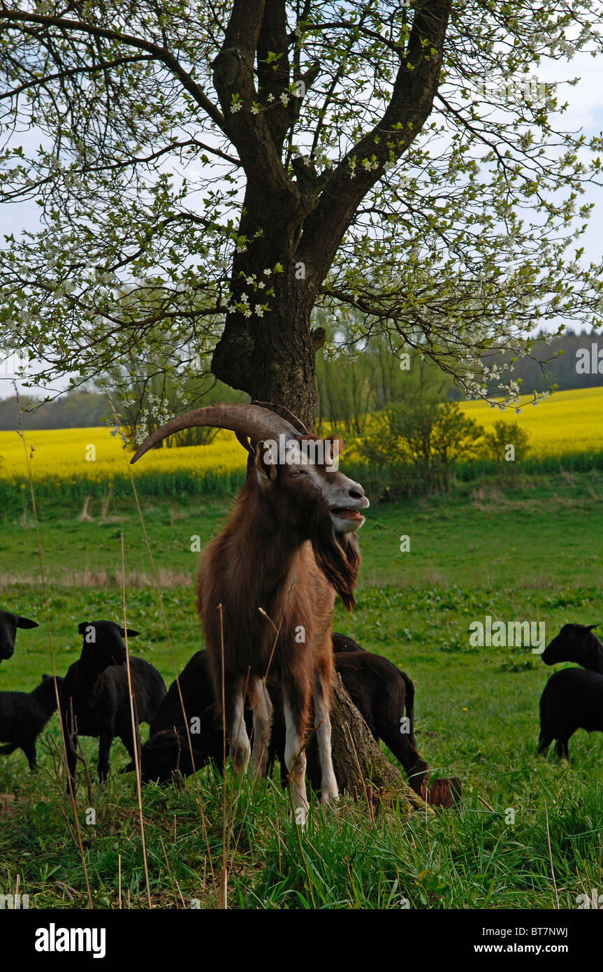 Billy goat and a herd of sheep, Othensdorf, Mecklenburg Western ...
