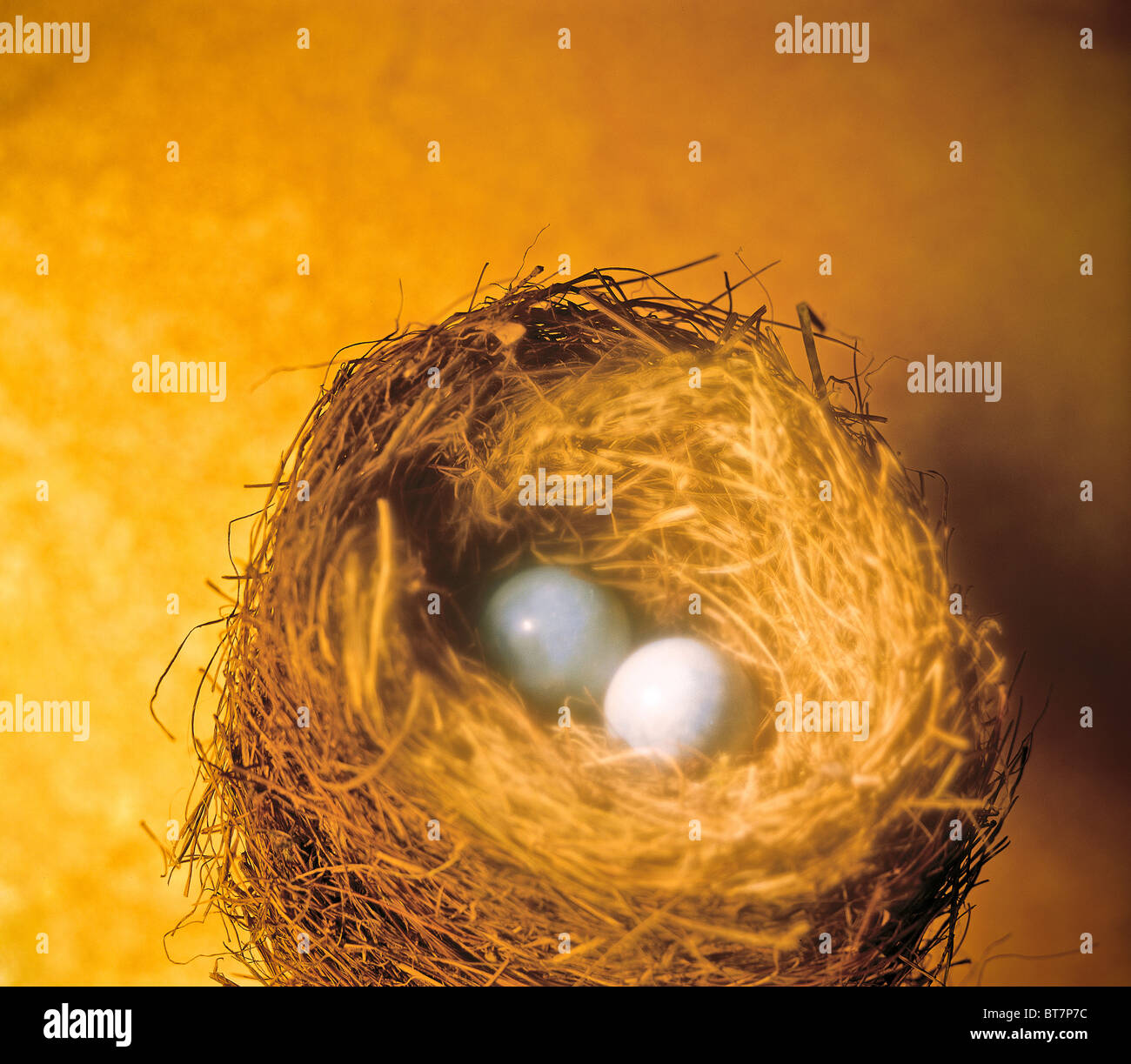 small birds nest w two eggs. Copy space Stock Photo - Alamy