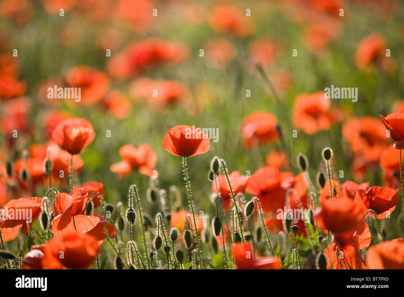 Poppies uk hi-res stock photography and images - Alamy