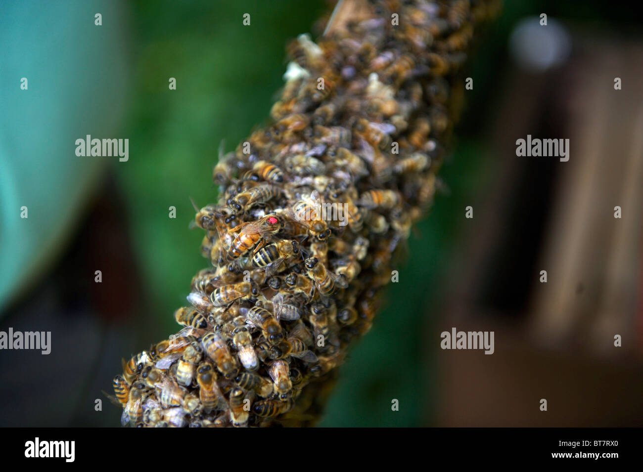 Cluster of honey bees, queen bee marked with red spot on a frame from a ...