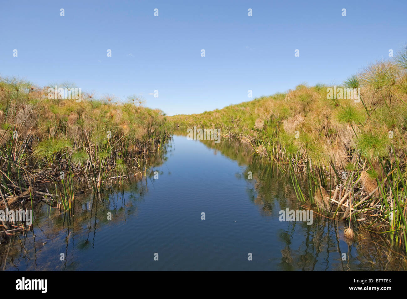 Canal through dense Papyrus plants on the Okawango River, Botswana ...