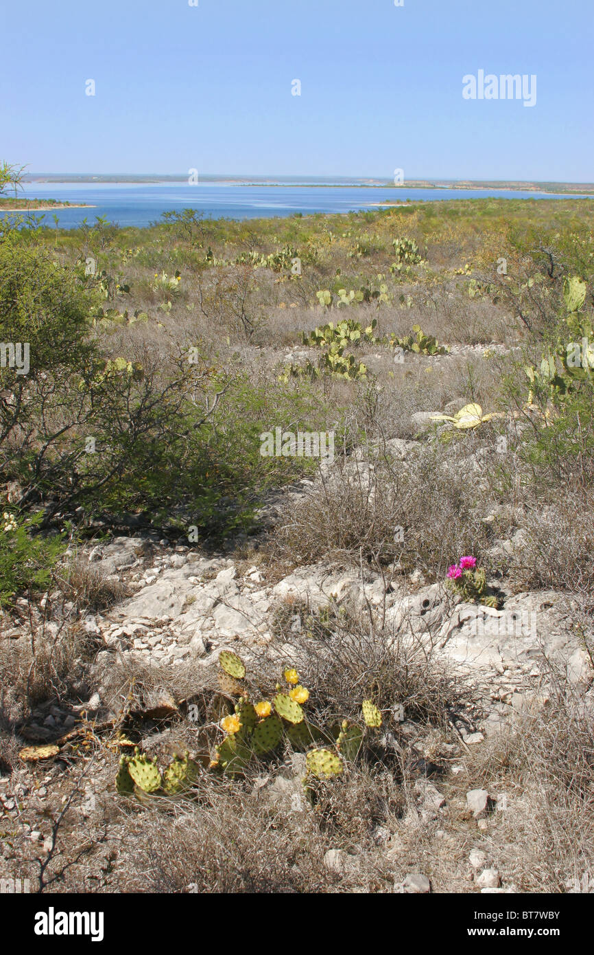 Chihuahuan Desert scrub near Lake Amistad National Recreation Area ...