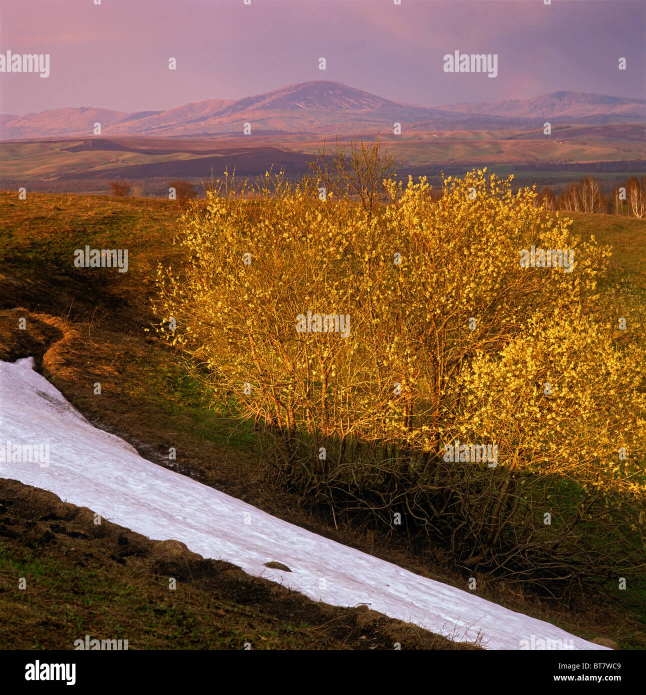 Blossoming willow tree in the Altai foothills. Siberia. Russia Stock ...