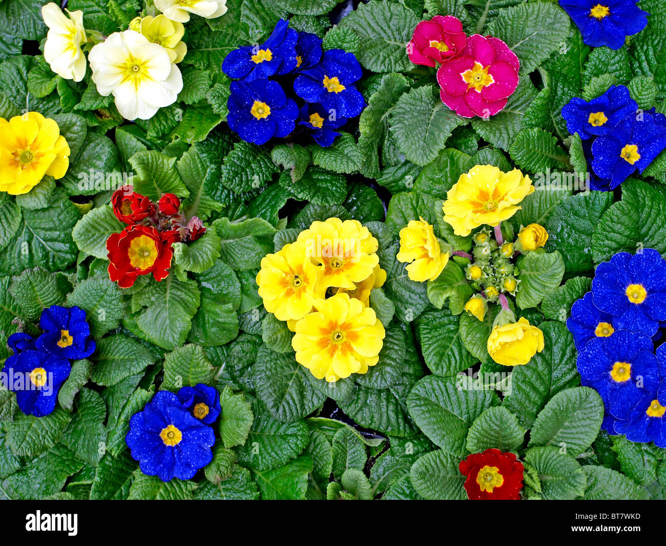 primrose in different colors Stock Photo - Alamy