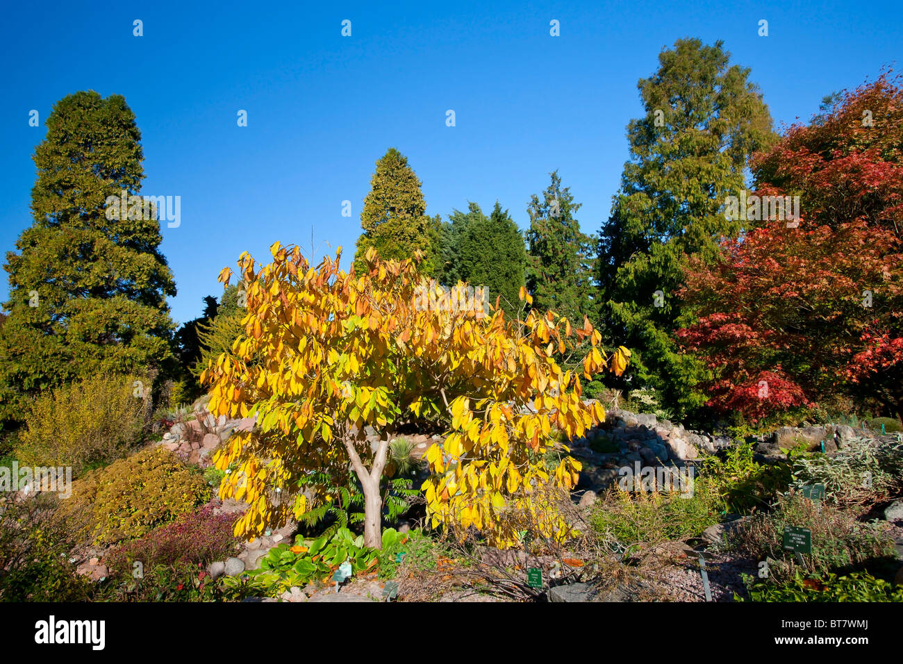 Autumn colours in Botanical Garden in Copenhagen Stock Photo - Alamy