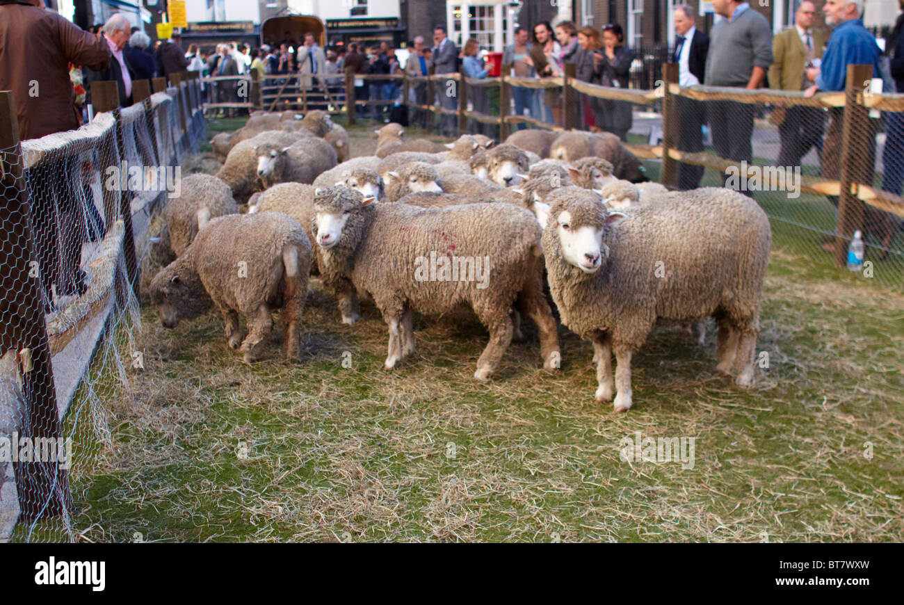 Bowmont sheep hi-res stock photography and images - Alamy