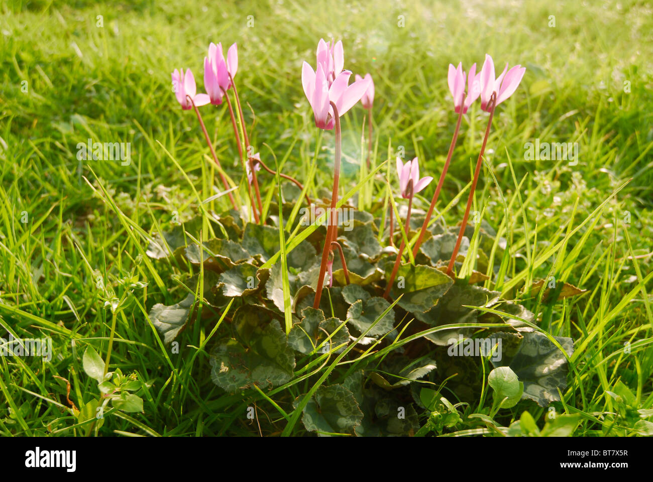 Cyclamen persicum Persian Violets, Israel Spring February Stock Photo ...