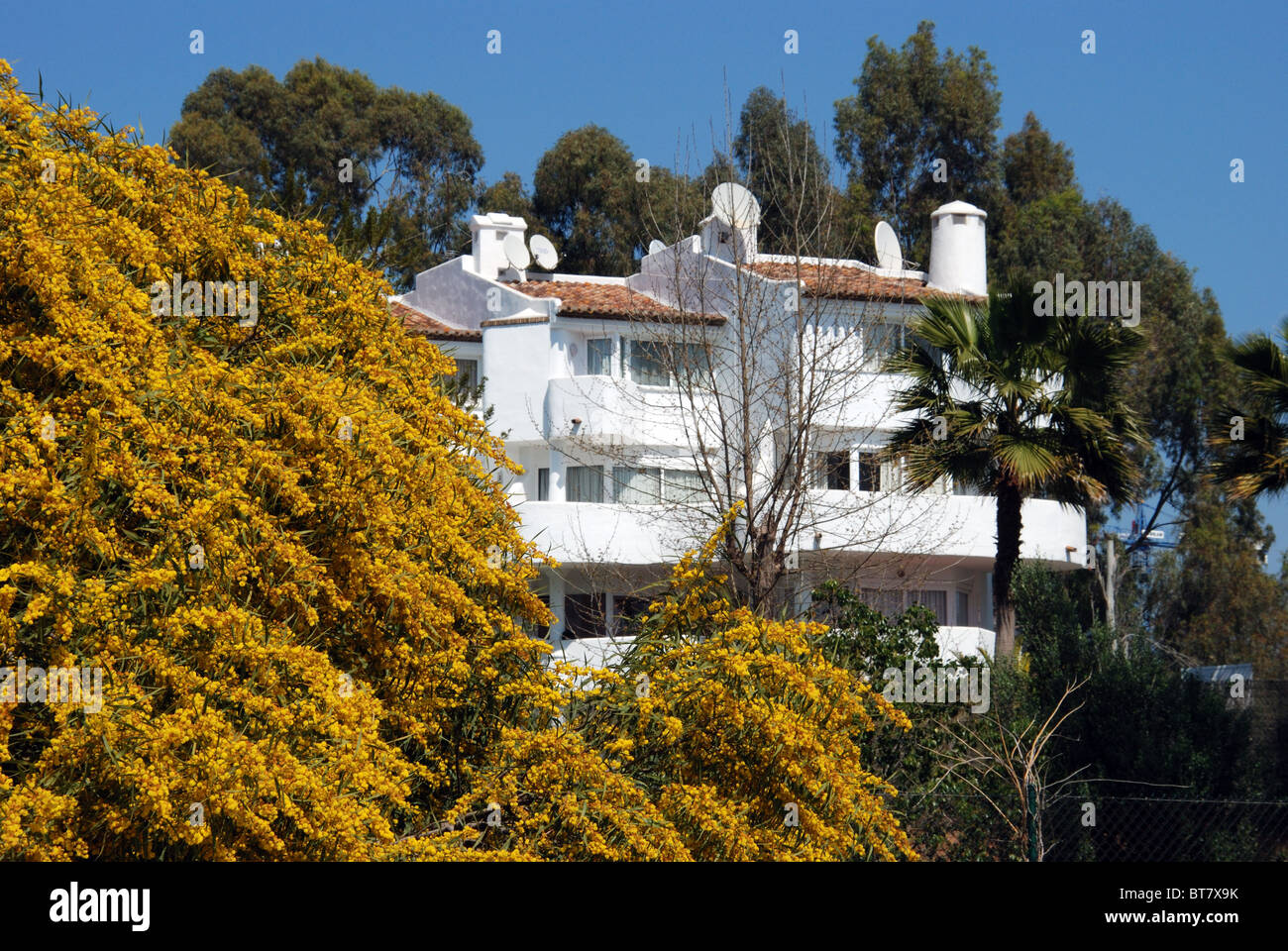 Apartments and Mimosa Tree, Sitio de Calahonda, Mijas Costa, Costa del ...