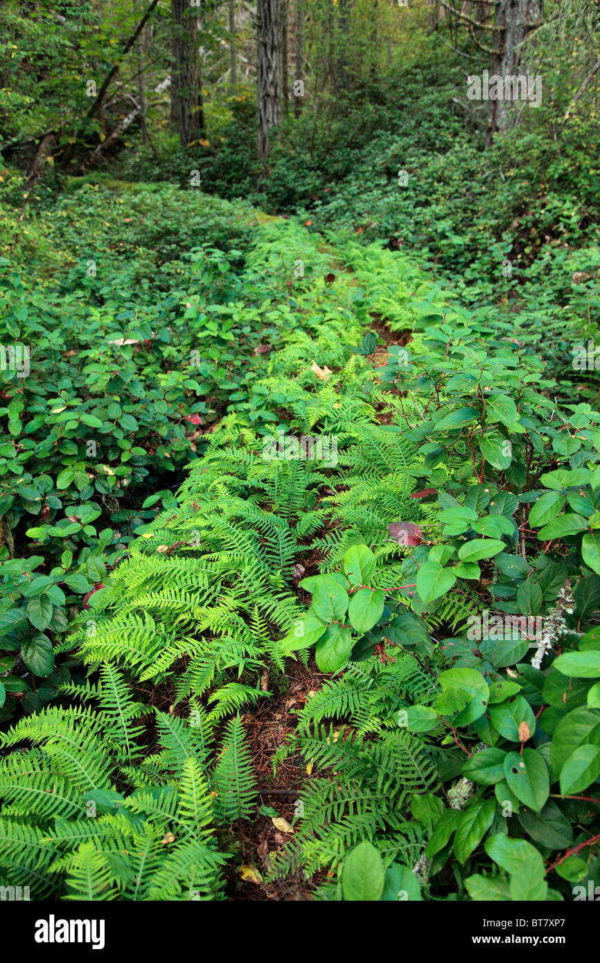 Trail through forest covered hi-res stock photography and images - Alamy