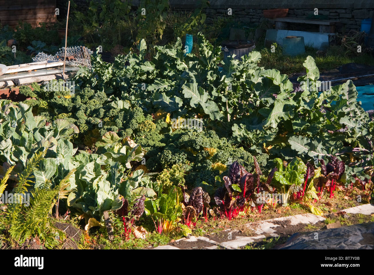 Vegetables growing in allotment, Haworth Stock Photo - Alamy