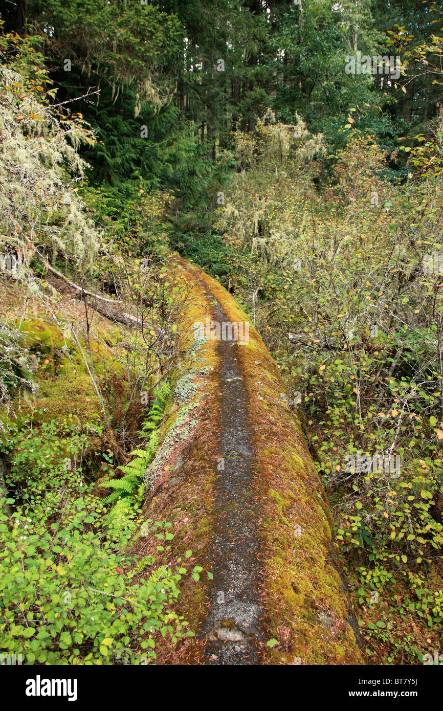 Hiking trail through forest with ferns hi-res stock photography and ...