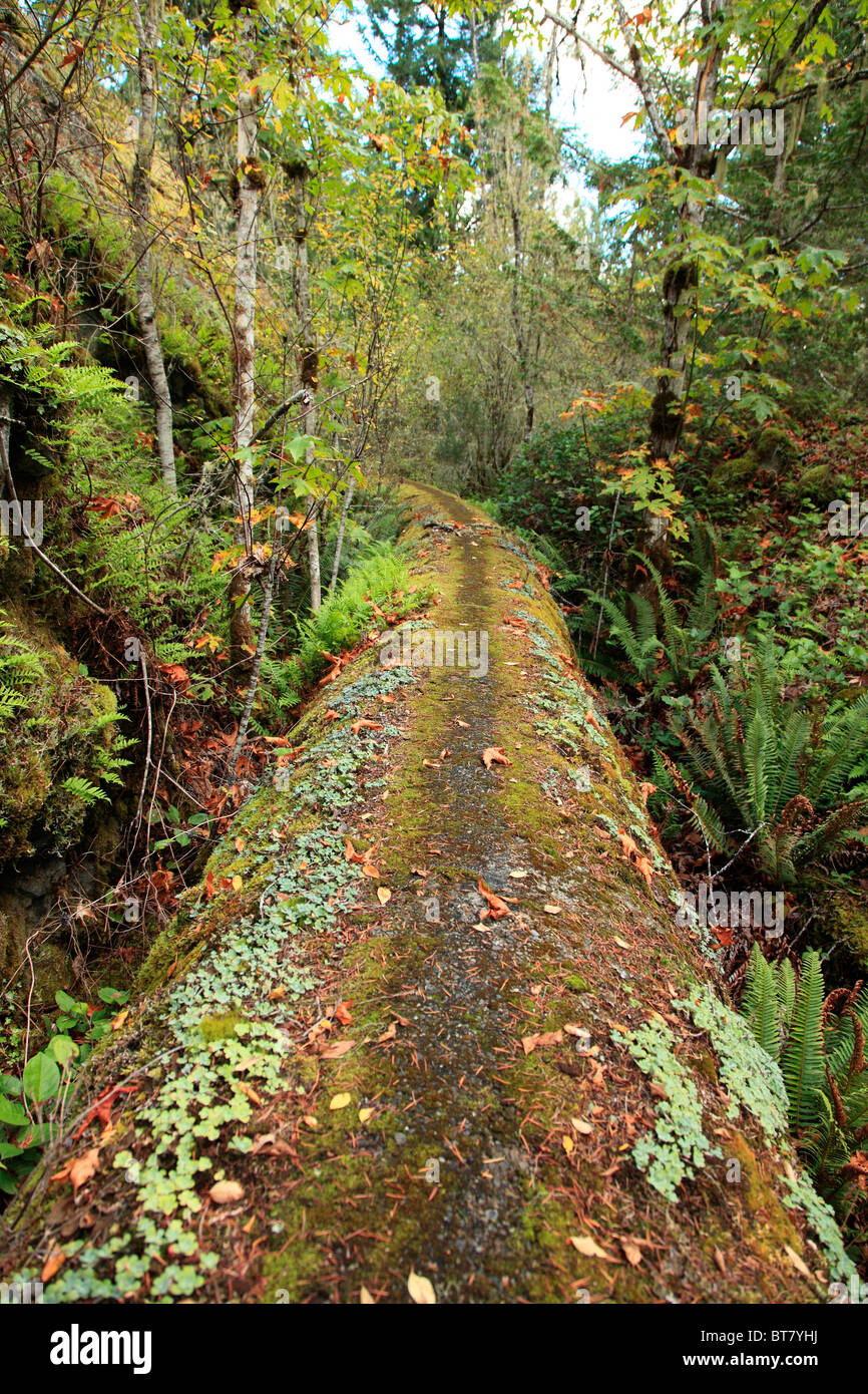 Hiking trail through forest with ferns hi-res stock photography and ...