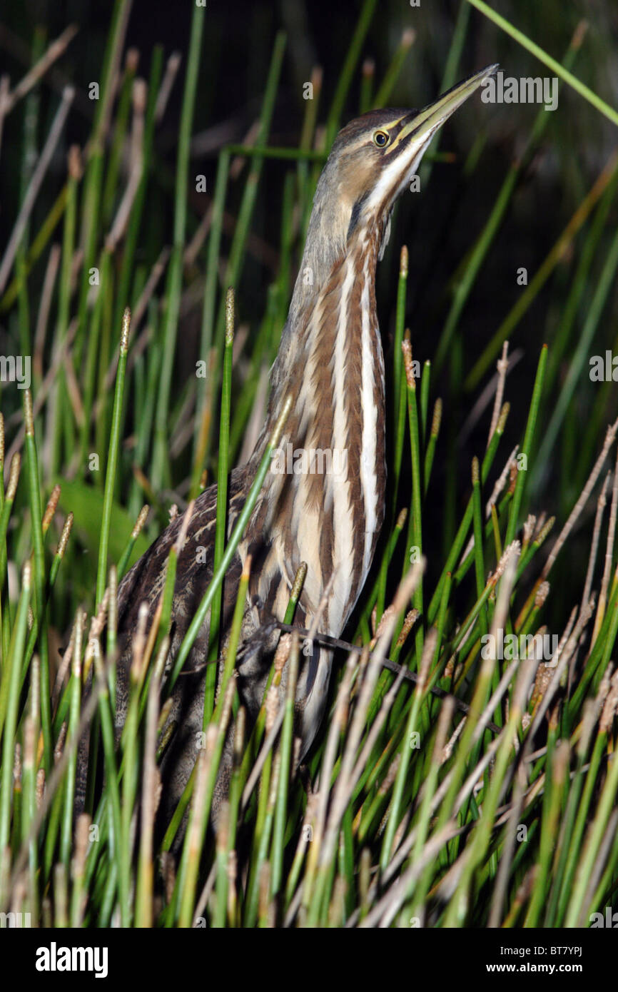 American bittern bird hi-res stock photography and images - Alamy