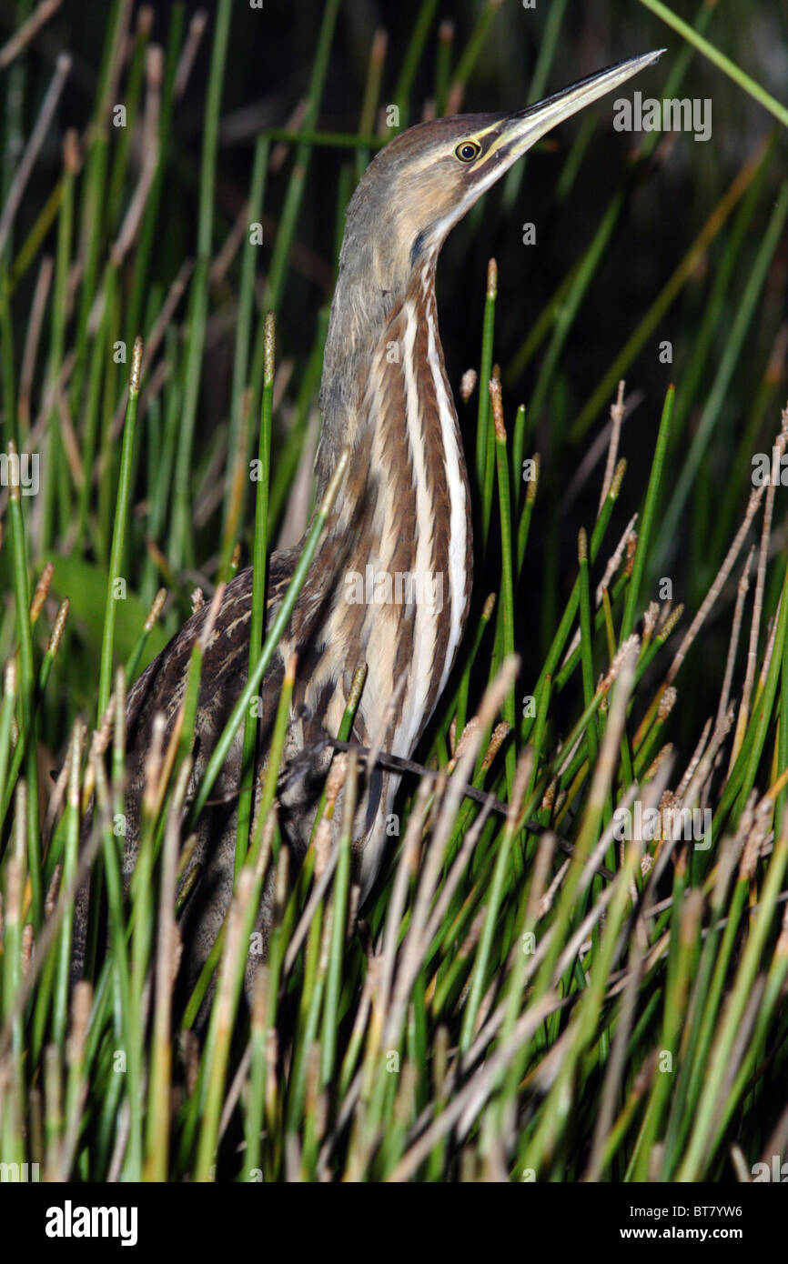 Bittern bird hi-res stock photography and images - Alamy