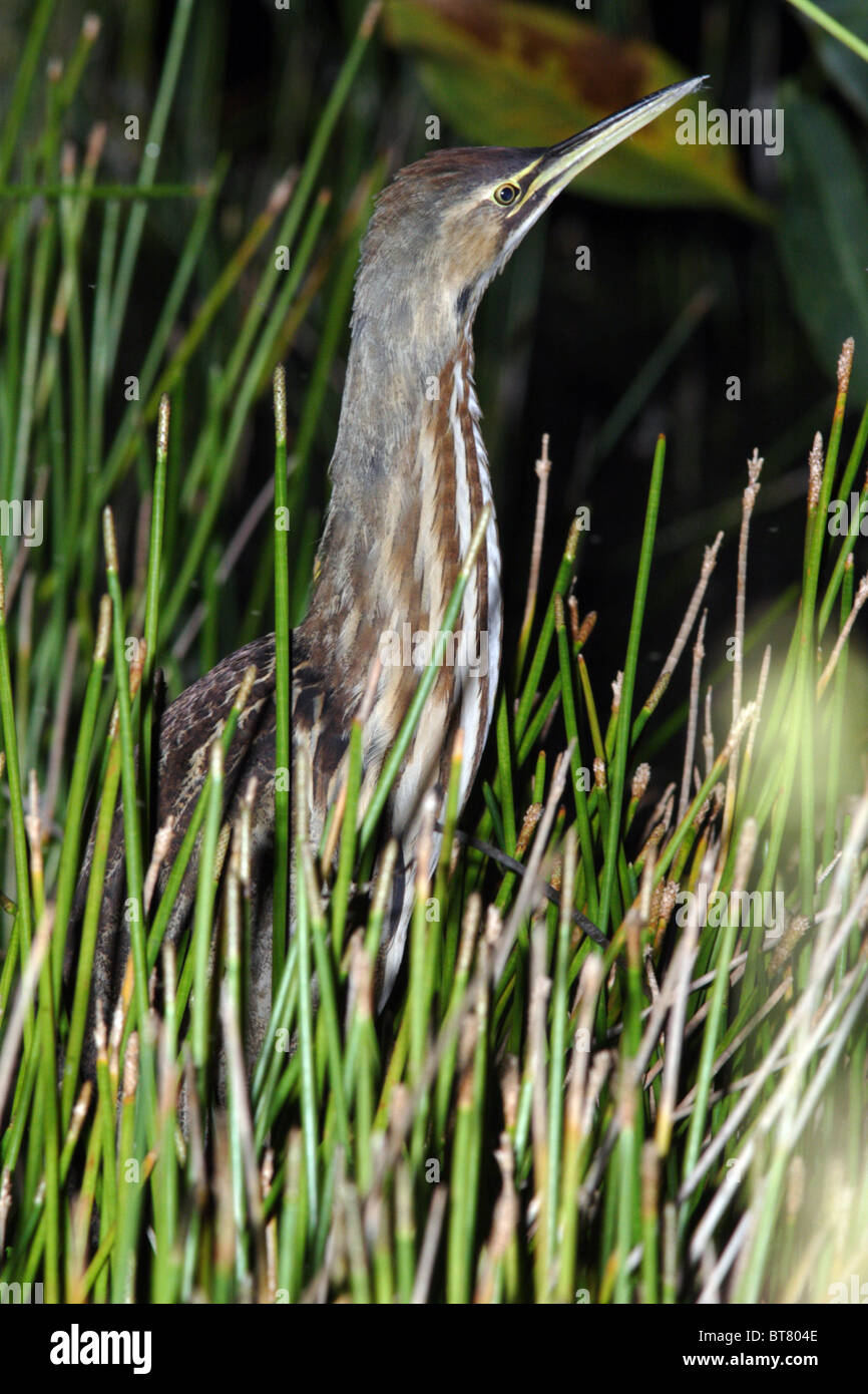 Bittern bird hi-res stock photography and images - Alamy