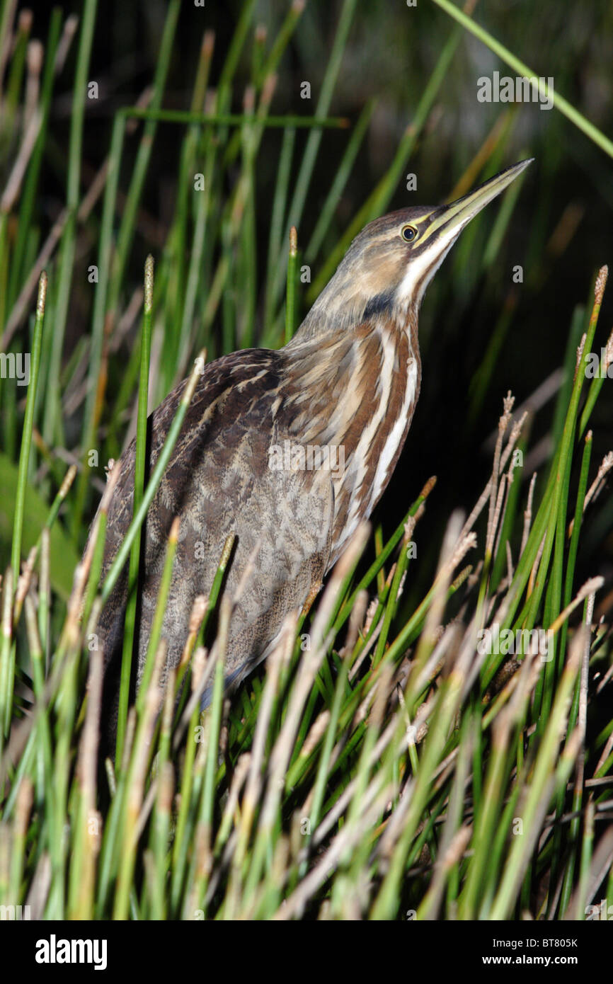 Bittern bird hi-res stock photography and images - Alamy