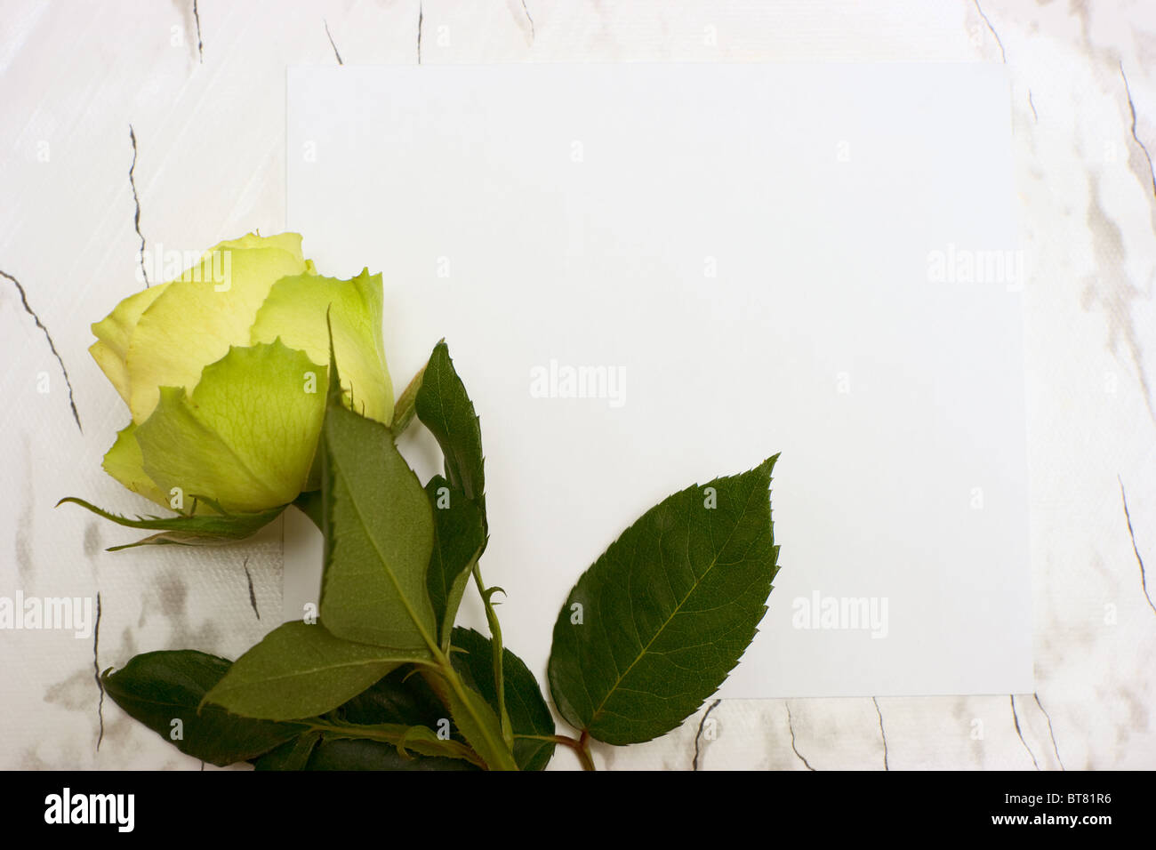 Blank leaf hi-res stock photography and images - Alamy