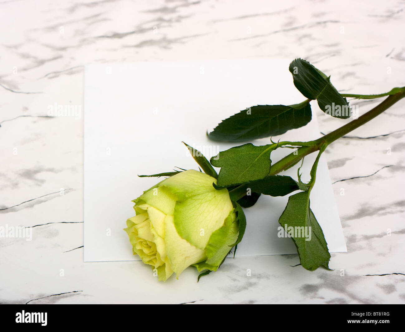 Blank leaf hi-res stock photography and images - Alamy