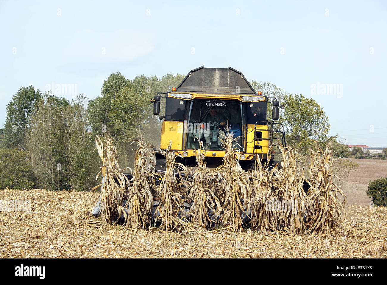 New Holland CR9070 Combine harvester cutting maize Stock Photo - Alamy