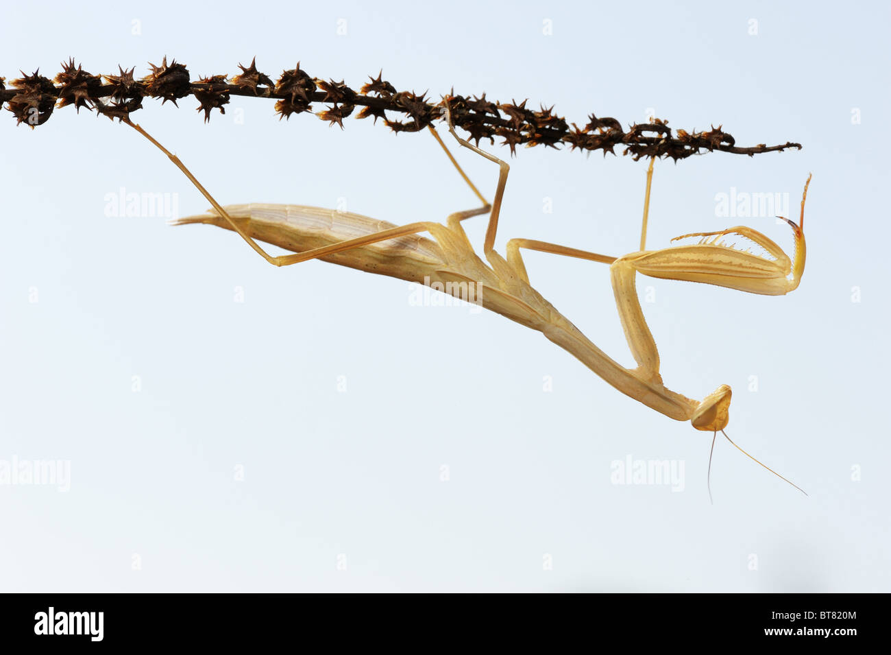 Yellow mantis hi-res stock photography and images - Alamy