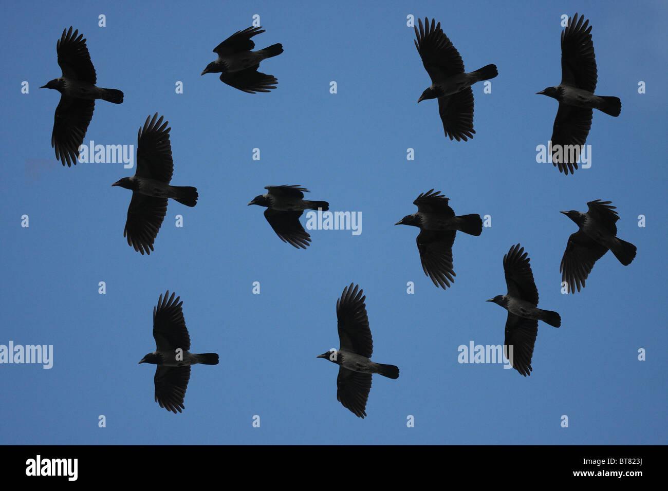 Crows in flight hi-res stock photography and images - Alamy
