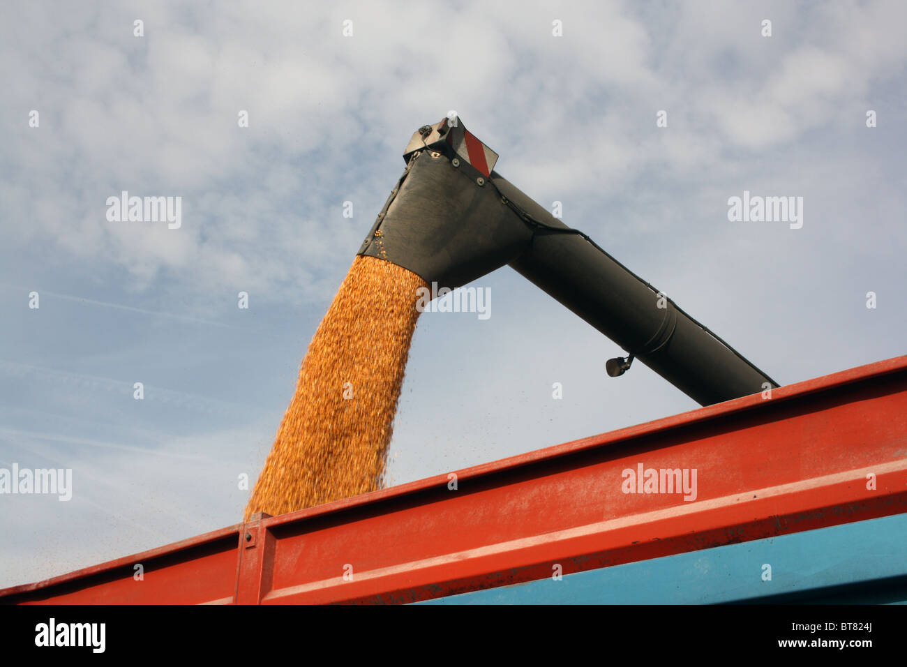 Combine harvester discharging sweetcorn into trailer Stock Photo - Alamy