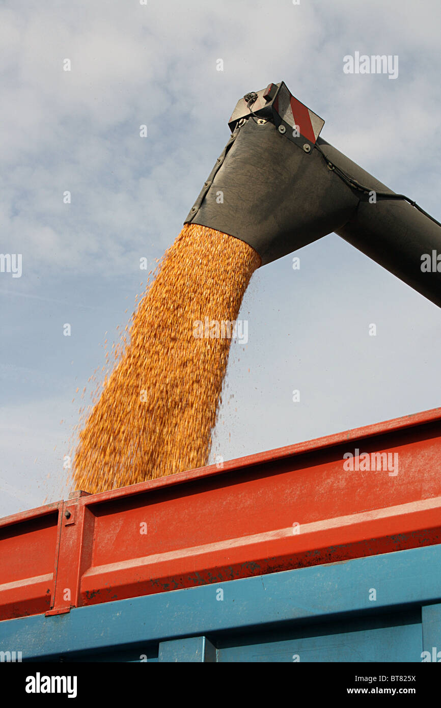 Combine harvester discharging sweetcorn into trailer Stock Photo - Alamy