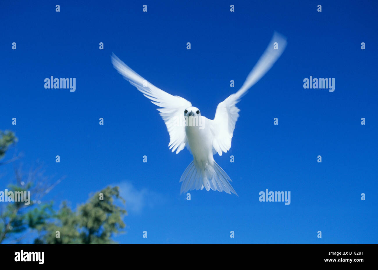 White Fairy Tern, (Gygis alba), Midway Atoll, NW Hawaiian Islands Stock ...
