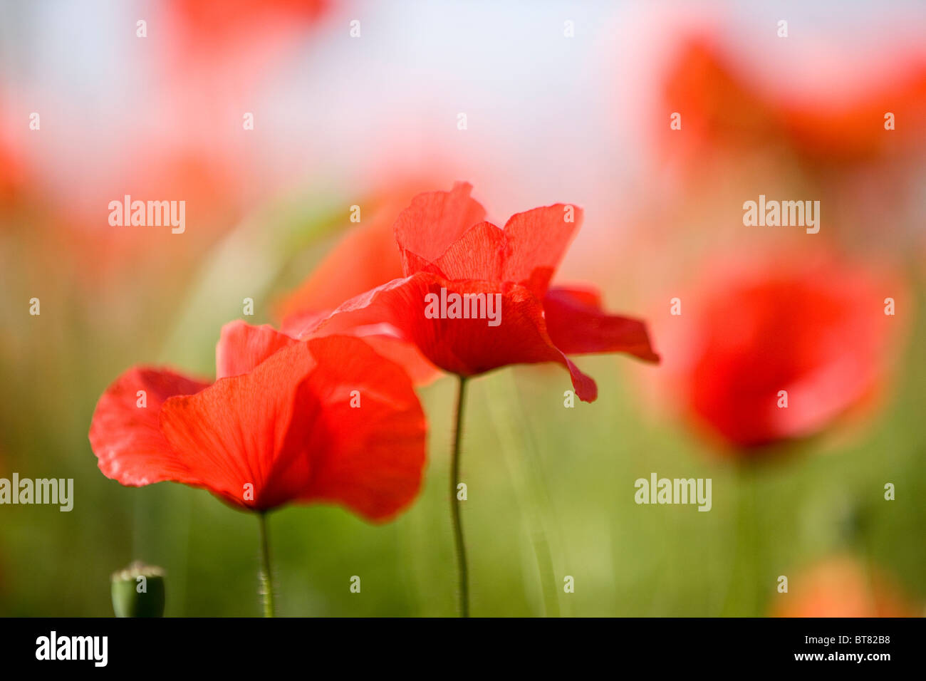 Two red poppies Stock Photo - Alamy