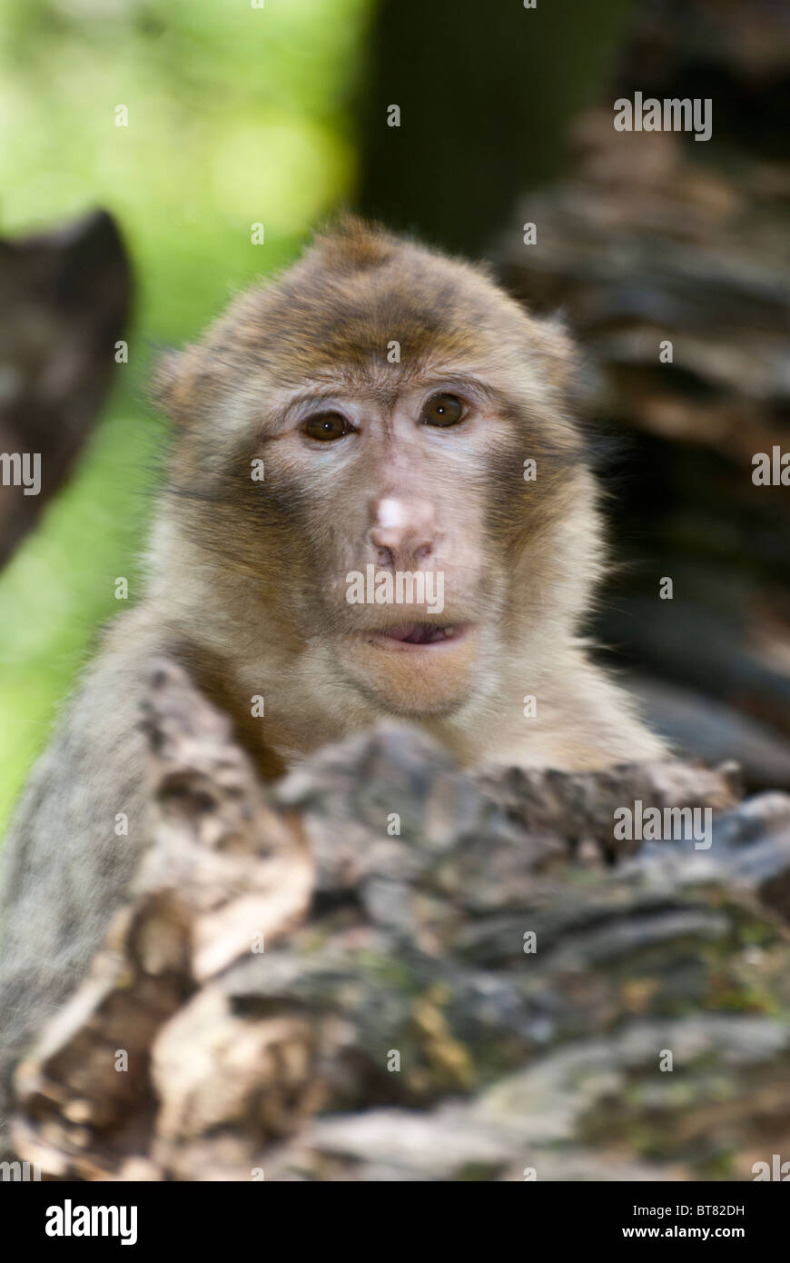 A Barbary Macaque, also known as a Barbary Ape staring over a tree ...