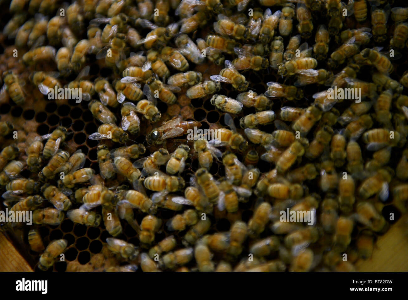 A Queen bee on a frame of brood from a beehive, surrounded by worker ...