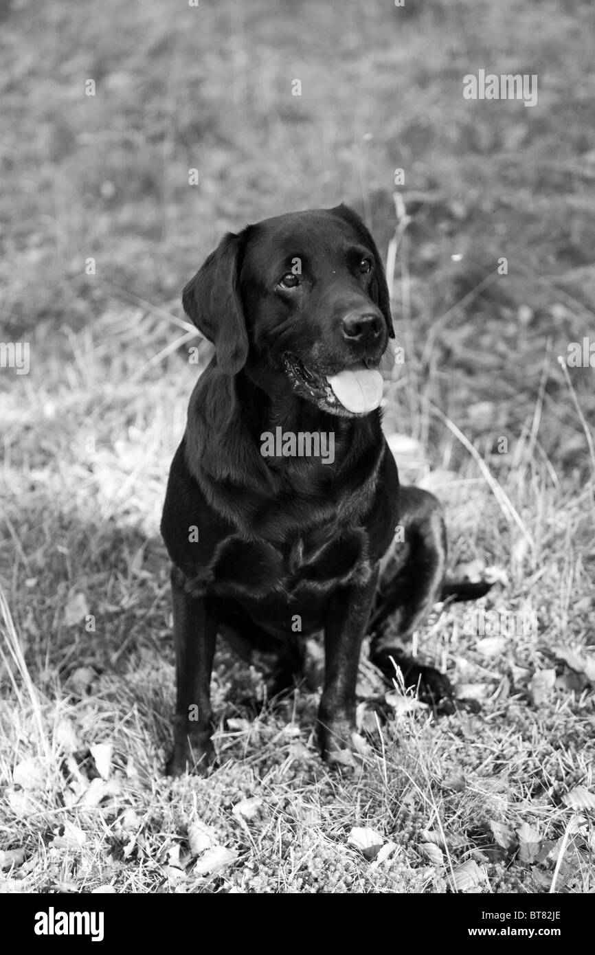 Black And White Labrador Fully Grown