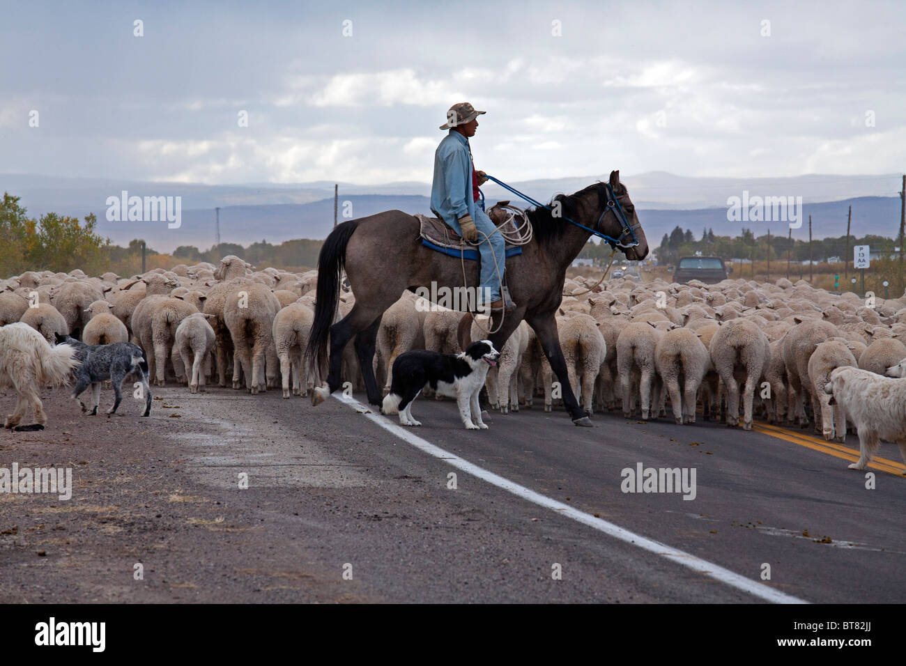 Shepherd Moves Flock of Sheep Along a Highway to a New Pasture Stock ...