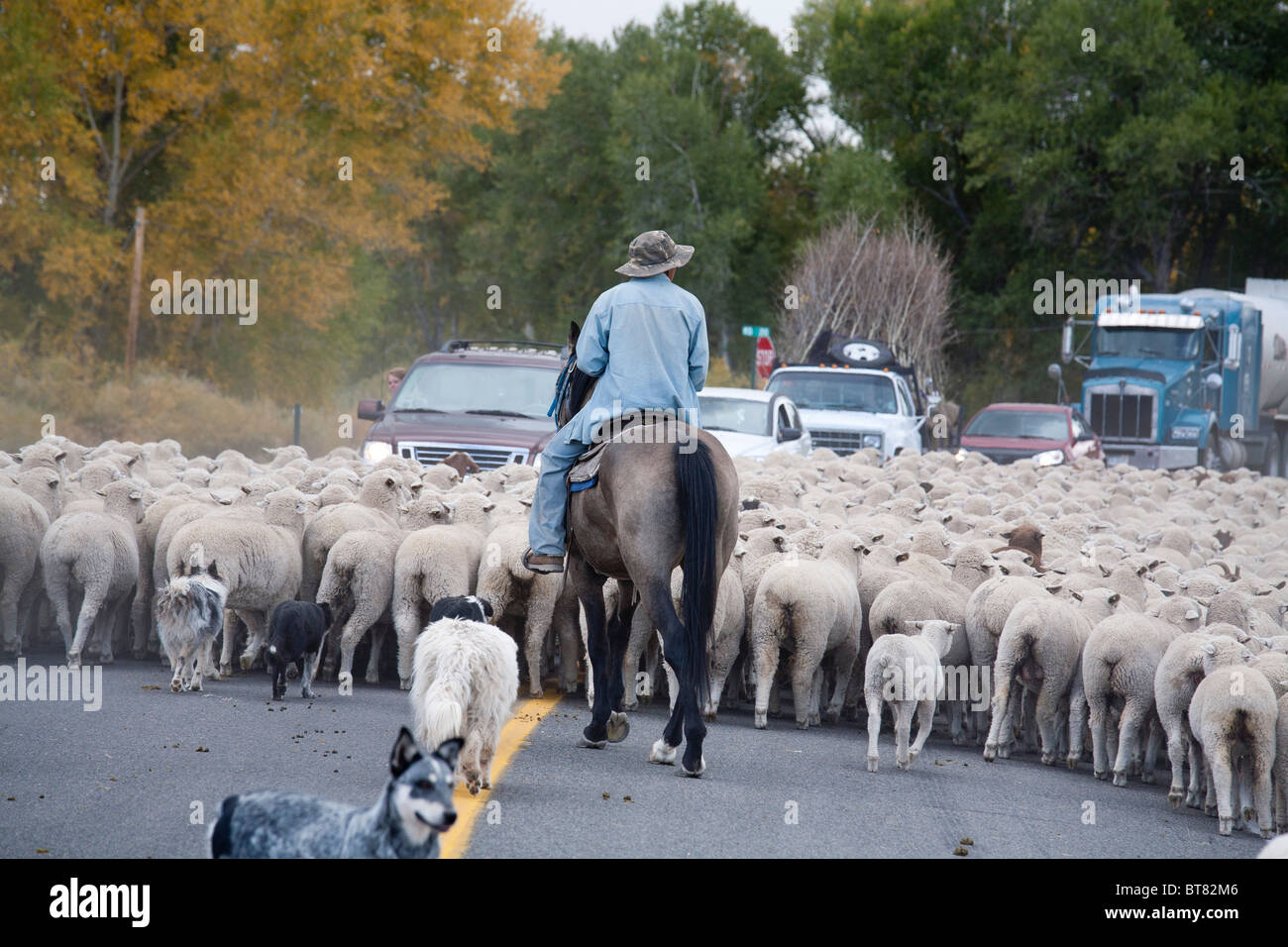 Shepherd Moves Flock of Sheep Along a Highway to a New Pasture Stock ...