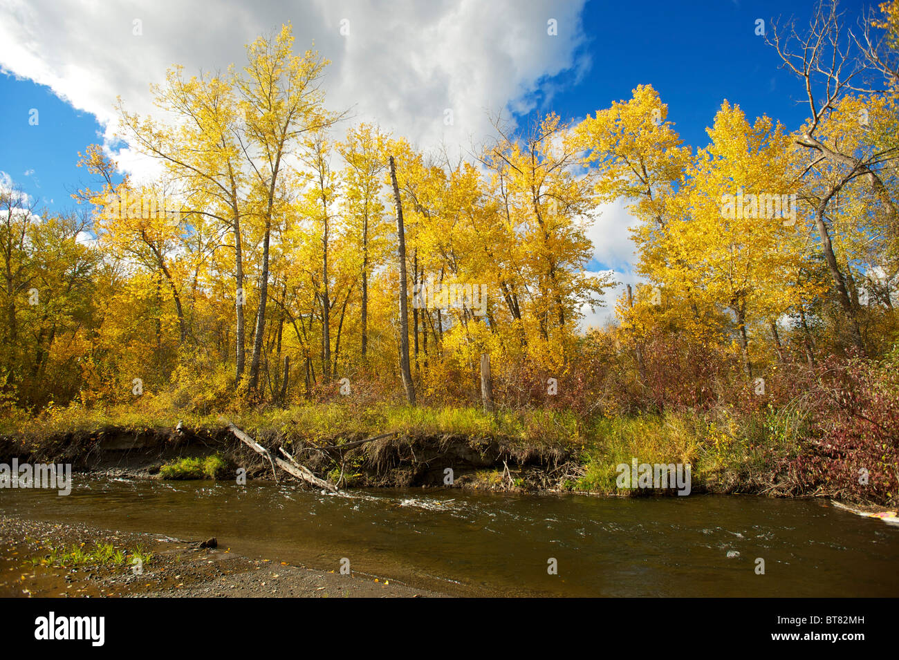 Birch forest in the autumn, along the Bonaparte River. Cache Creek, BC ...