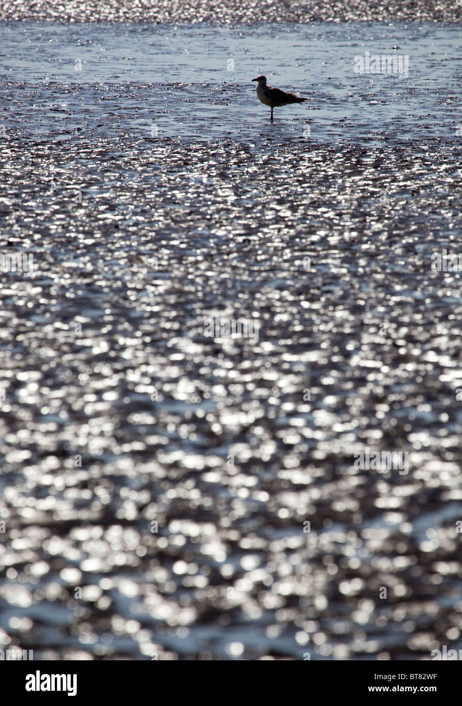 Lone bird hi-res stock photography and images - Alamy