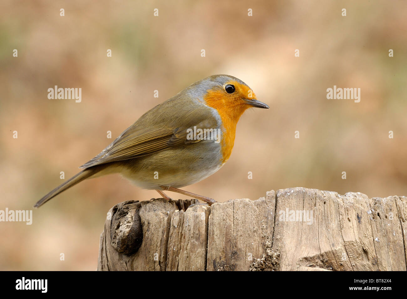 European Robin (Erithacus rubecula Stock Photo - Alamy