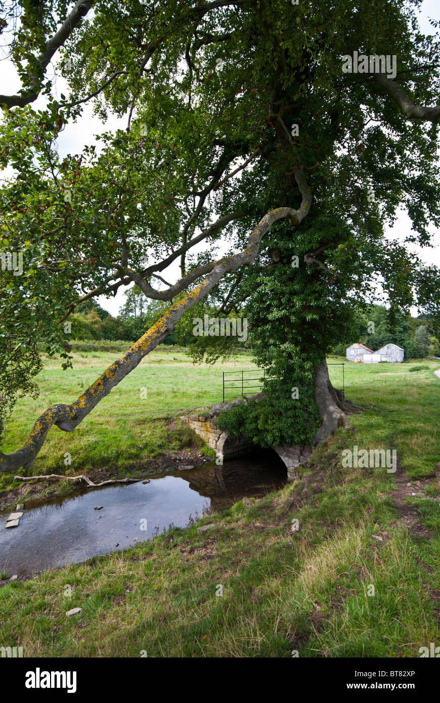A Beech tree (Fagus sylvatica) growing on top of a small bridge Stock ...